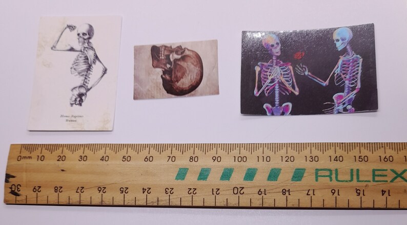Anatomy Stickers: Human Skeleton, Physiology, 52 Pcs - Etsy