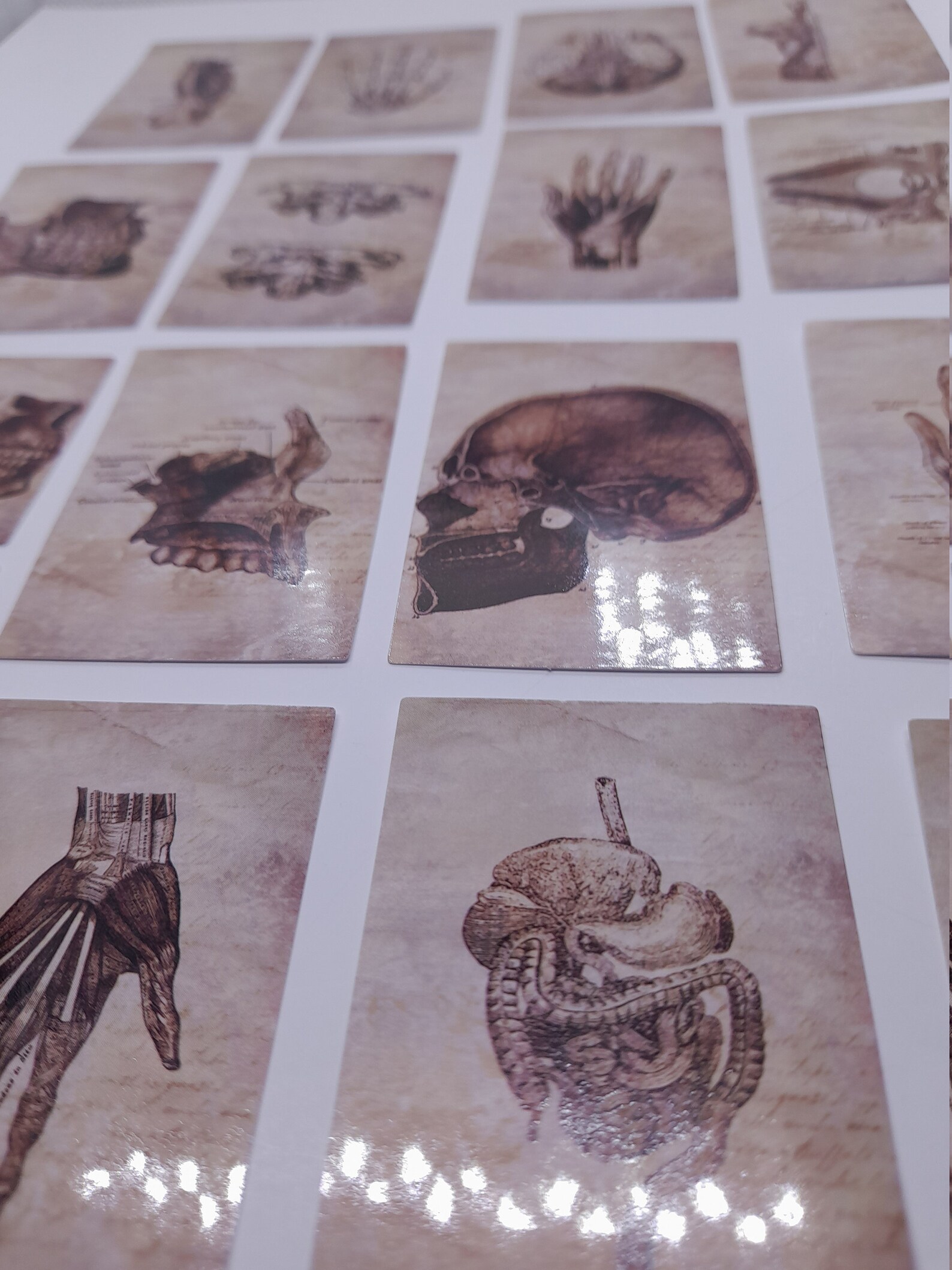 Creative Anatomy and Physiology Stickers the Human Skeleton 52 - Etsy