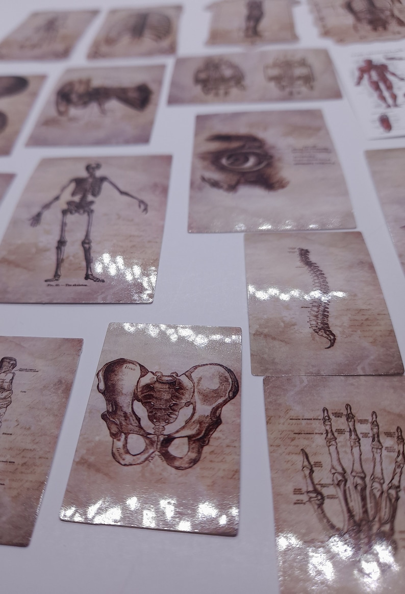 Creative Anatomy and Physiology Stickers the Human Skeleton 52 - Etsy