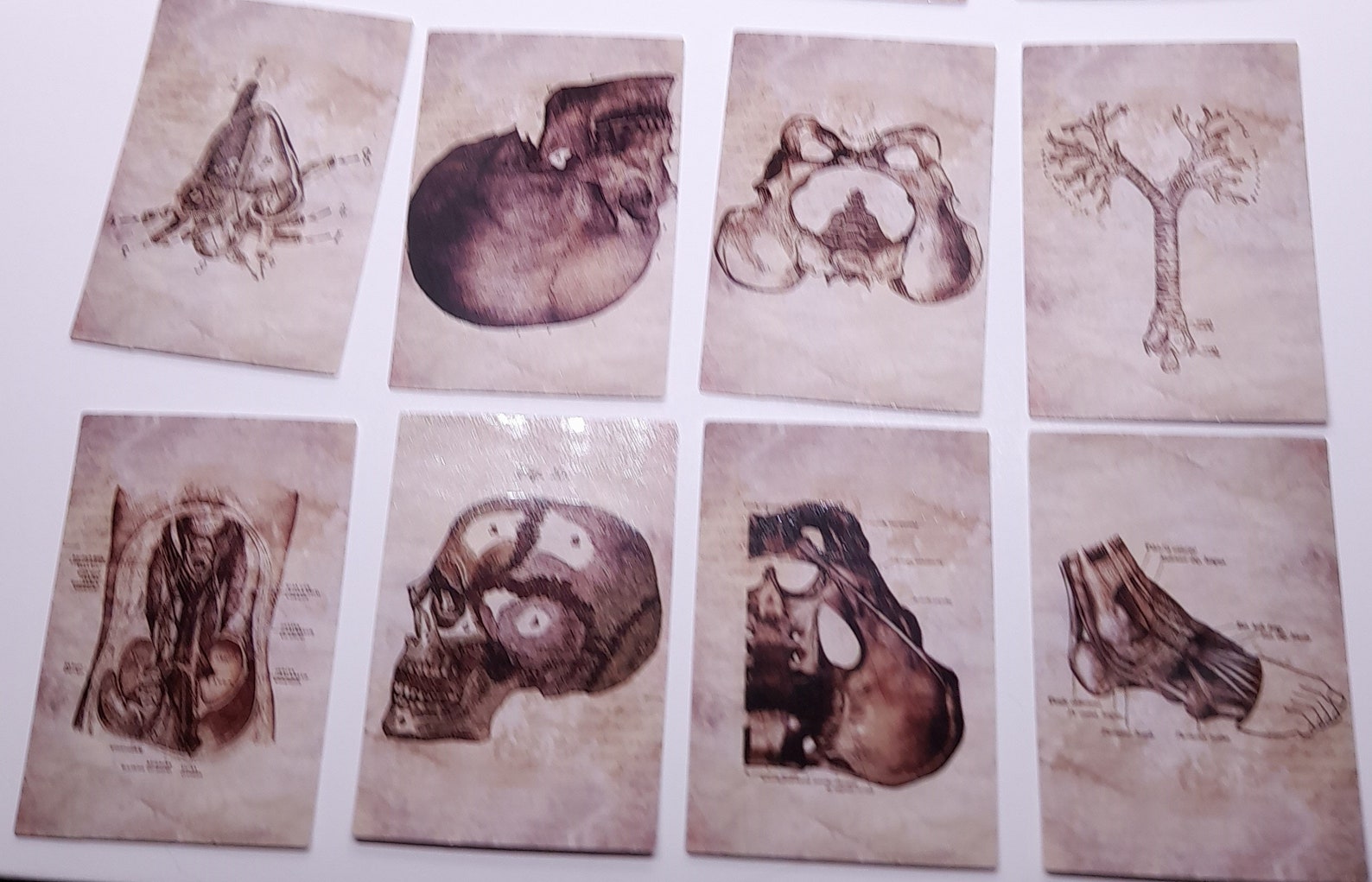 Creative Anatomy and Physiology Stickers the Human Skeleton 52 - Etsy