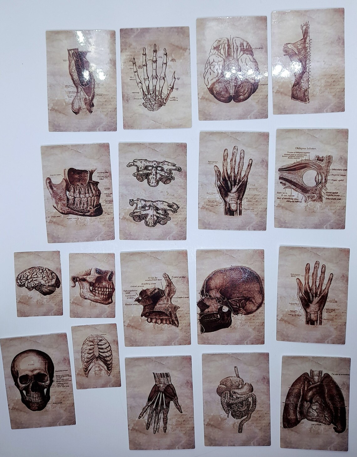Anatomy Stickers: Human Skeleton, Physiology, 52 Pcs - Etsy