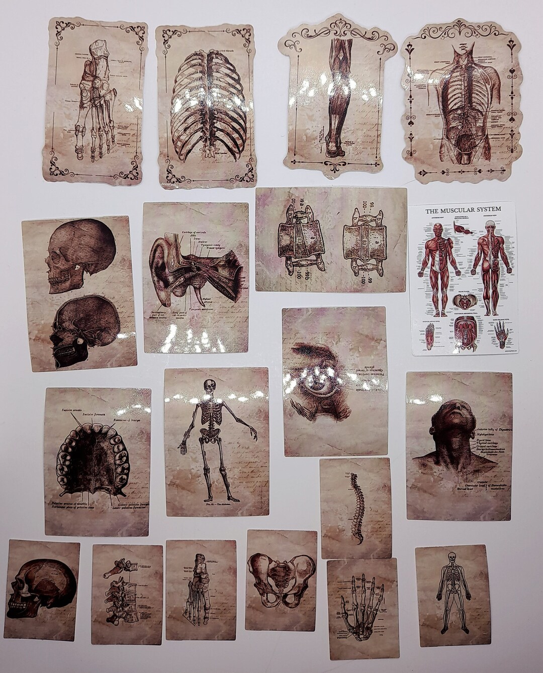 Creative Anatomy and Physiology Stickers the Human Skeleton 52 Pcs ...