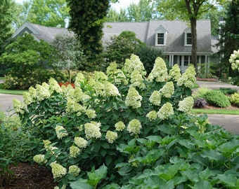 HYDRANGEA 'LIMELIGHT PRIME' Starter Plant Approx - Etsy