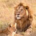 Felt Lion Finger Puppet, Lion King, African Animal Finger Puppet ...