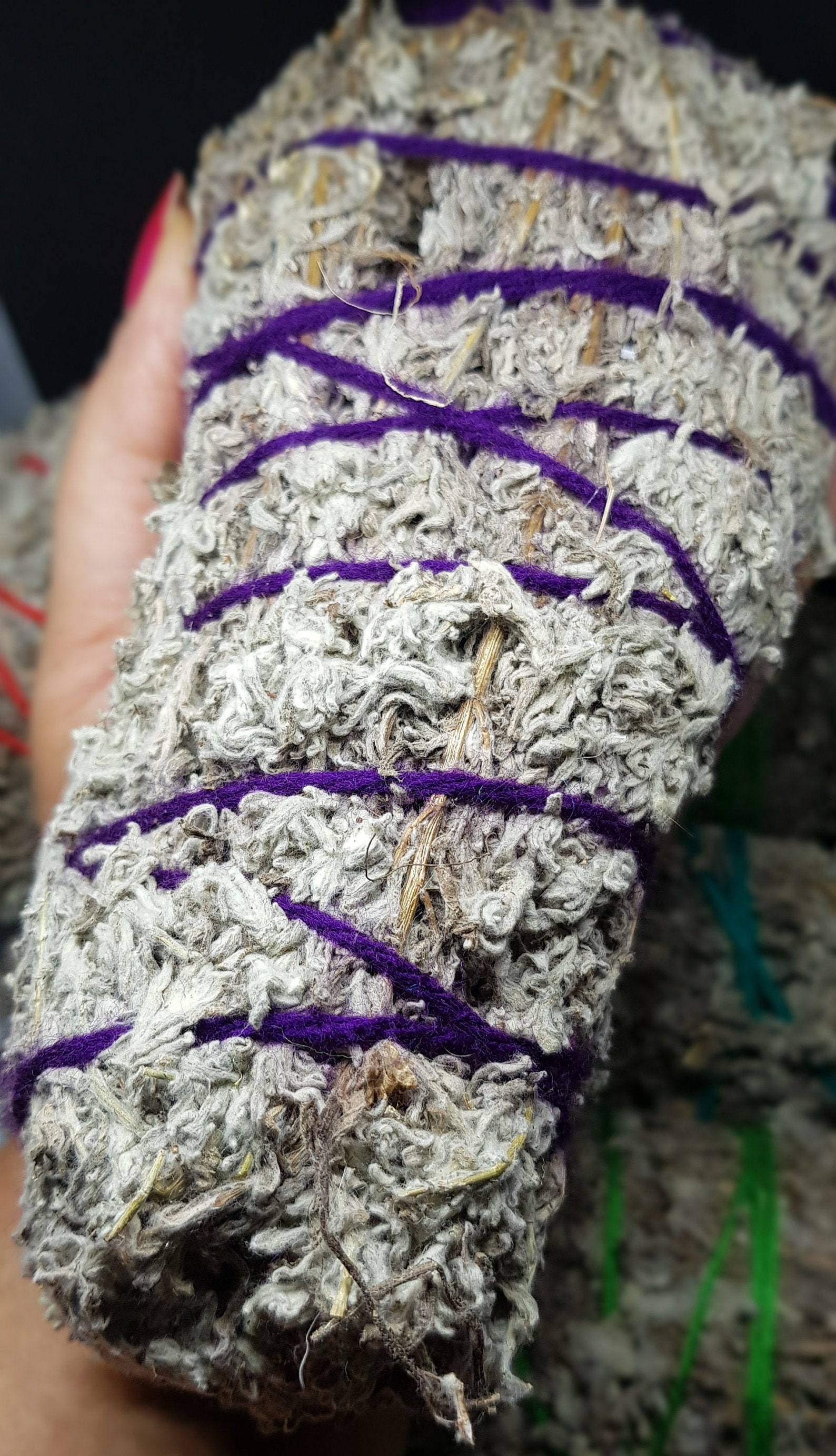 Imphepho Helichrysum Petiolare Liquorice Plant | Etsy