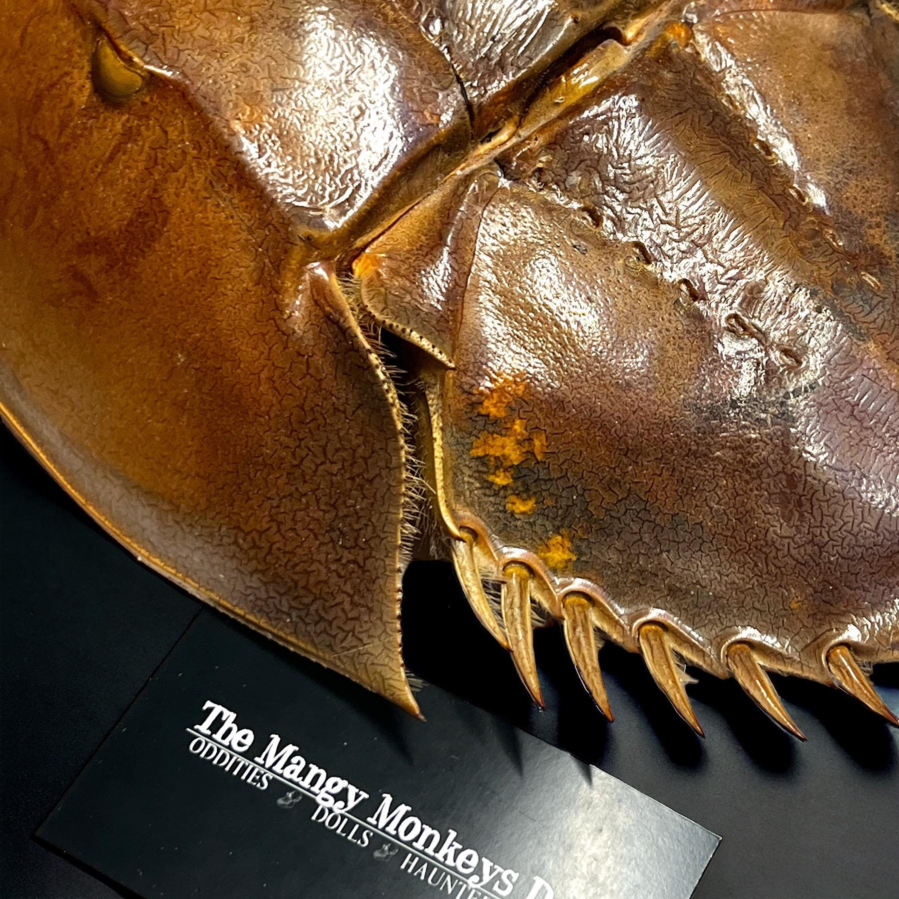 Horseshoe Crab Molt Shell Curiosity, Oddity, Real Animal Bones ...