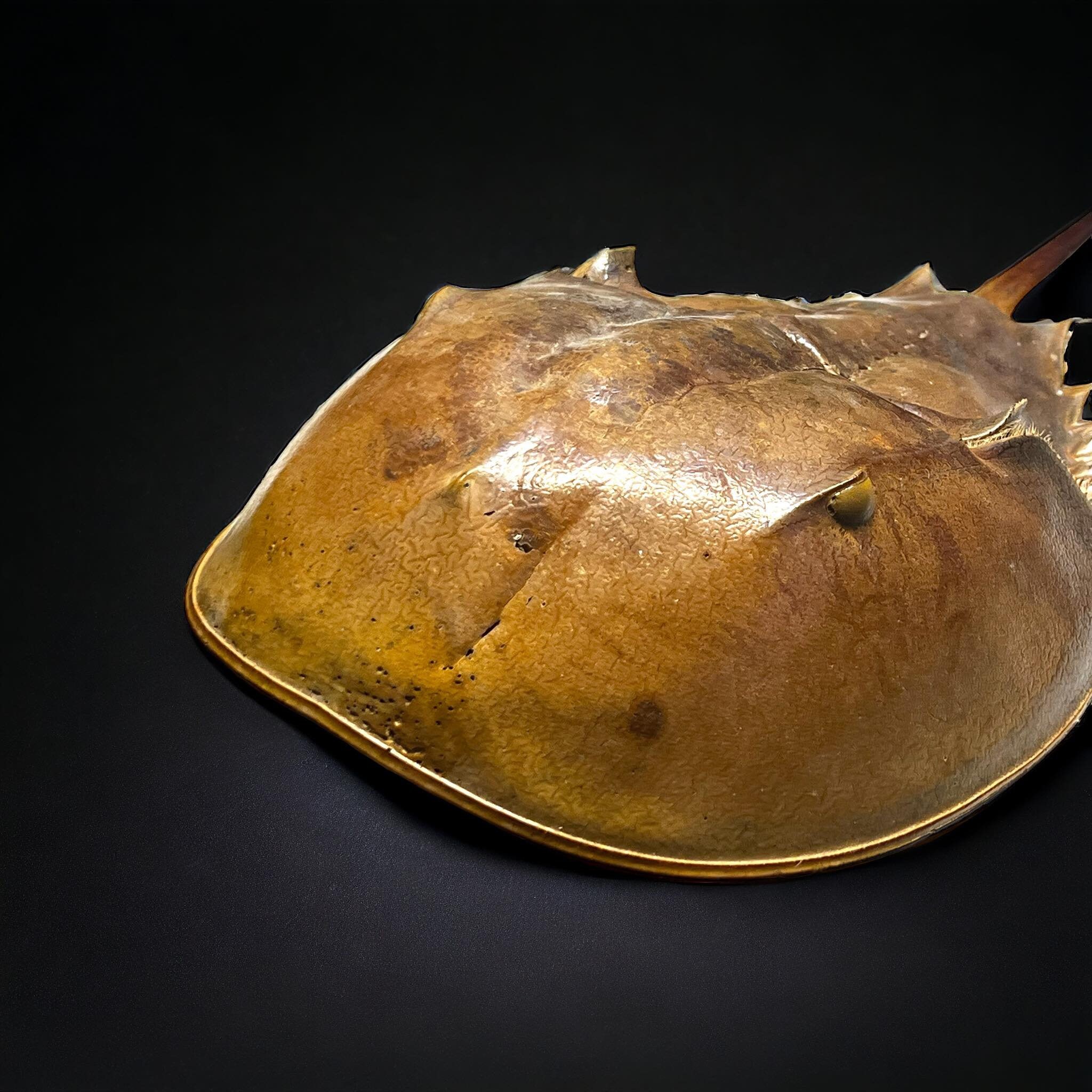 Horseshoe Crab Molt Shell Curiosity, Oddity, Real Animal Bones ...