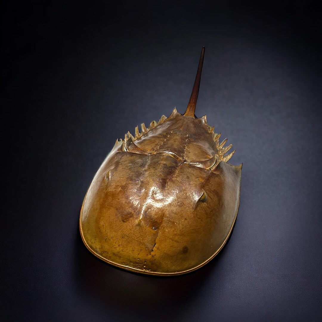 Horseshoe Crab Molt Shell Curiosity, Oddity, Real Animal Bones ...