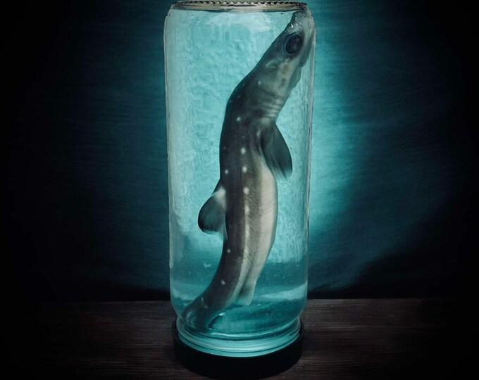 Wet Specimen Baby Dogfish Shark Preserved Unique Gift Idea Occult ...