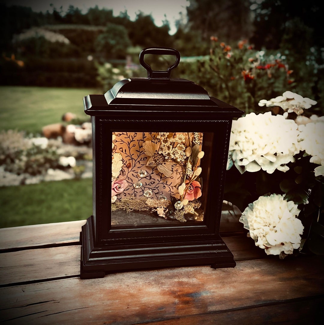 Ghost Cicada Ayuthia Real Insect Bug Display Oddity Oddities, Occult ...