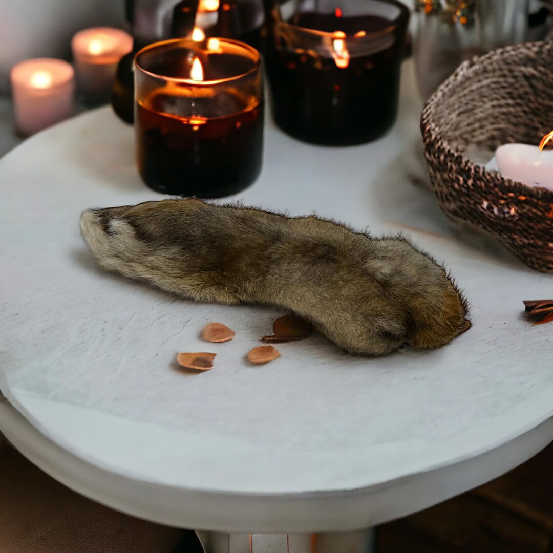 Natural Real Rabbit Foot Dehydrated Gothic Voodoo Witchcraft Curiosity ...