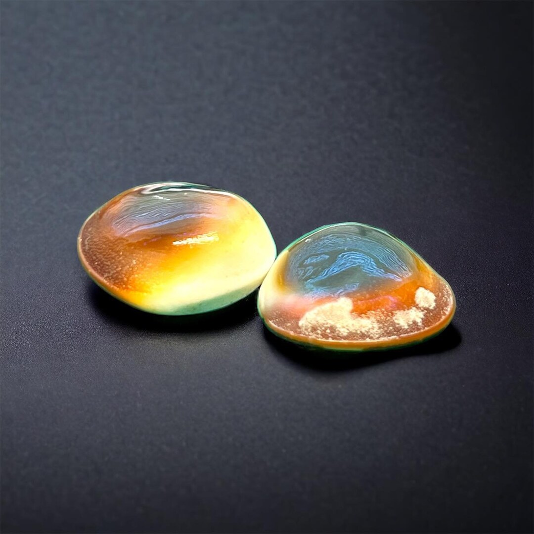 Set of Cat's Eye Shell Shiva Trapdoor Operculum Spiral Green Seashell Ocean Beach Nautical ...