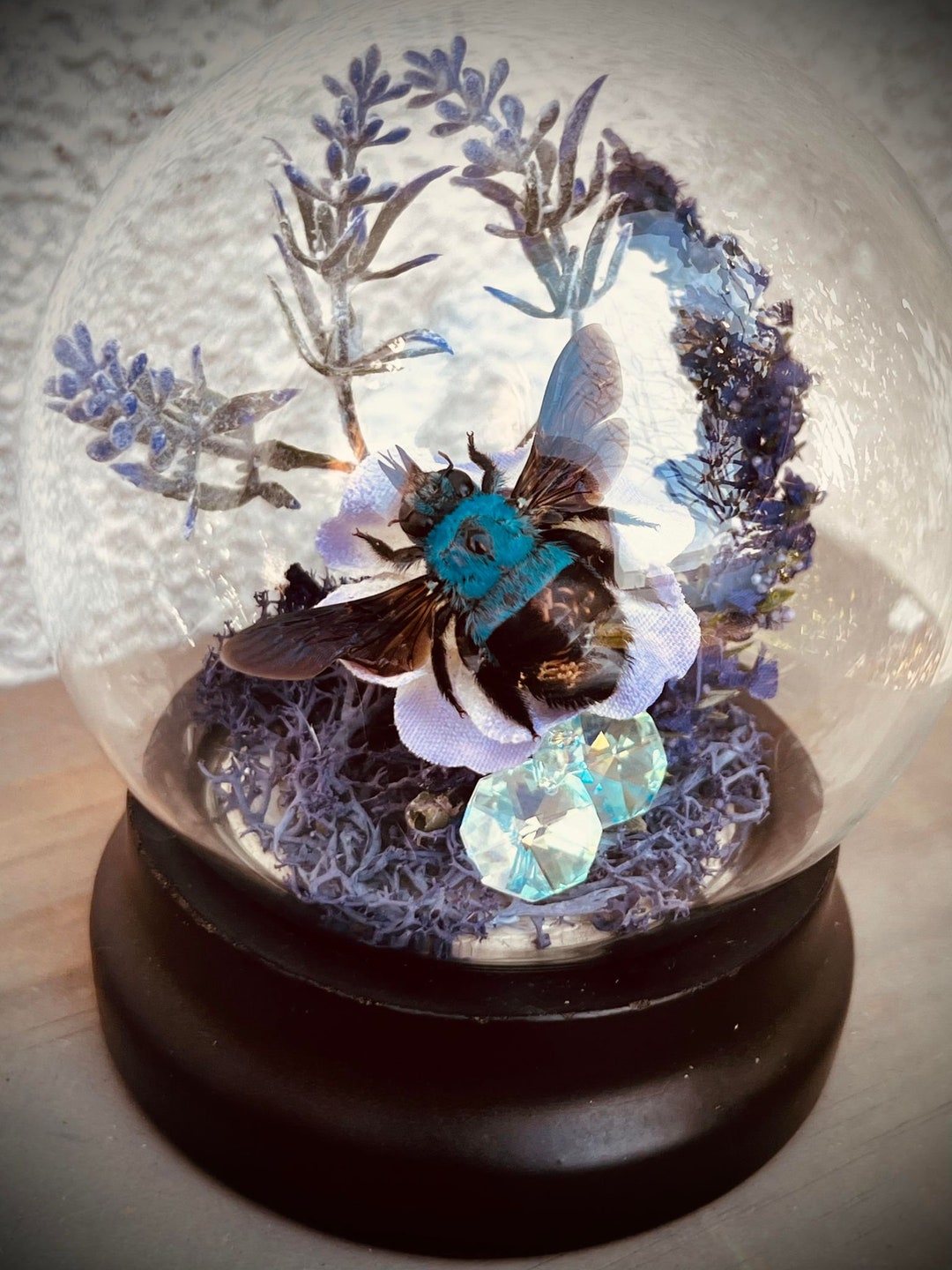 Blue Carpenter Bees, Xylocopa Caerulea From Java Real Dried Insects ...