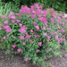 Hot Pink Spiraea Bush Cuttings Fresh Fragrant Flowers Plant Cut on ...