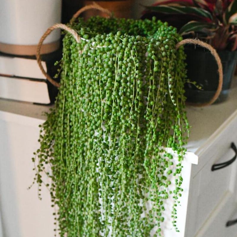 Trailing Plant - Etsy