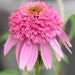 Echinacea Butterfly Kisses Pink Double Flowers Perennial Live Plant ...