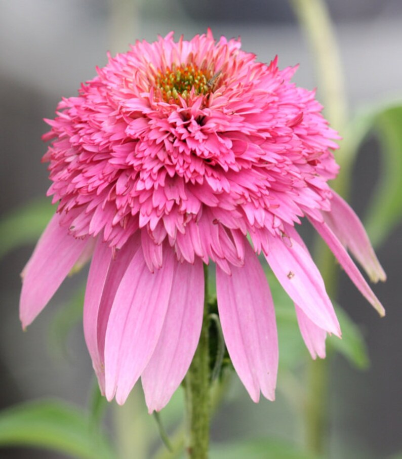 Echinacea Butterfly Kisses Pink Double Flowers Perennial Live Plant ...