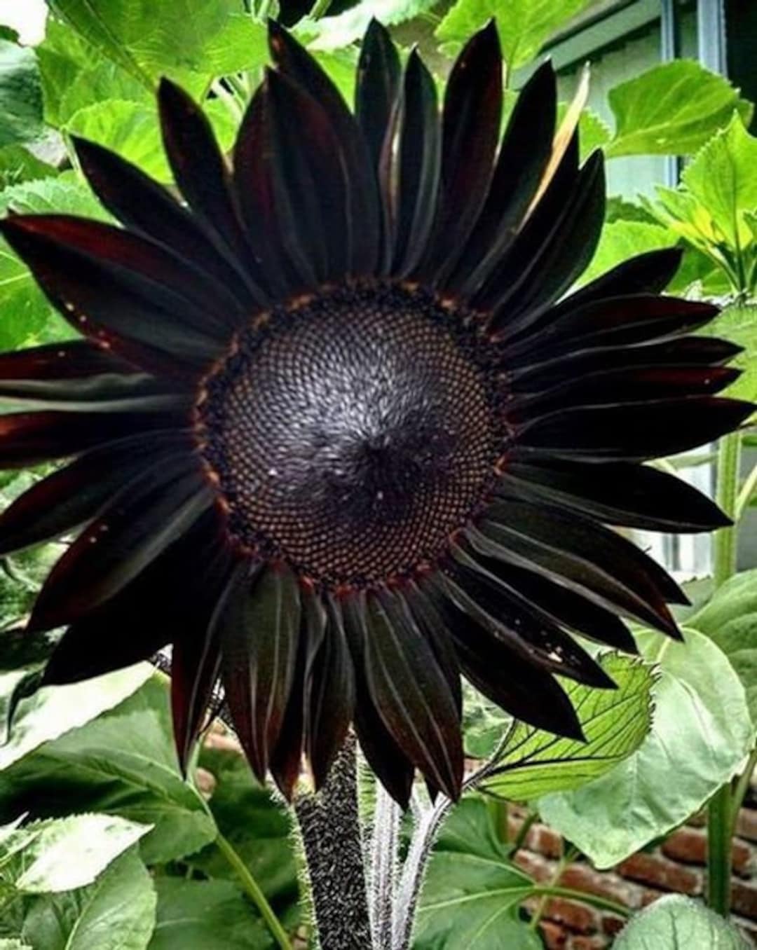 Sunflower Seeds Black Beauty Flowers Organic Flower Seed USA Grown - Etsy