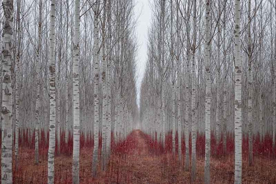 Silver White Poplar Cuttings Tree Fresh Fragrant Plant Cut on Order ...