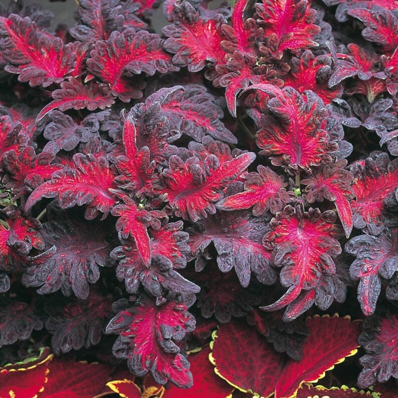 Coleus 'black Dragon' Live Plant Potted 2.5 X - Etsy