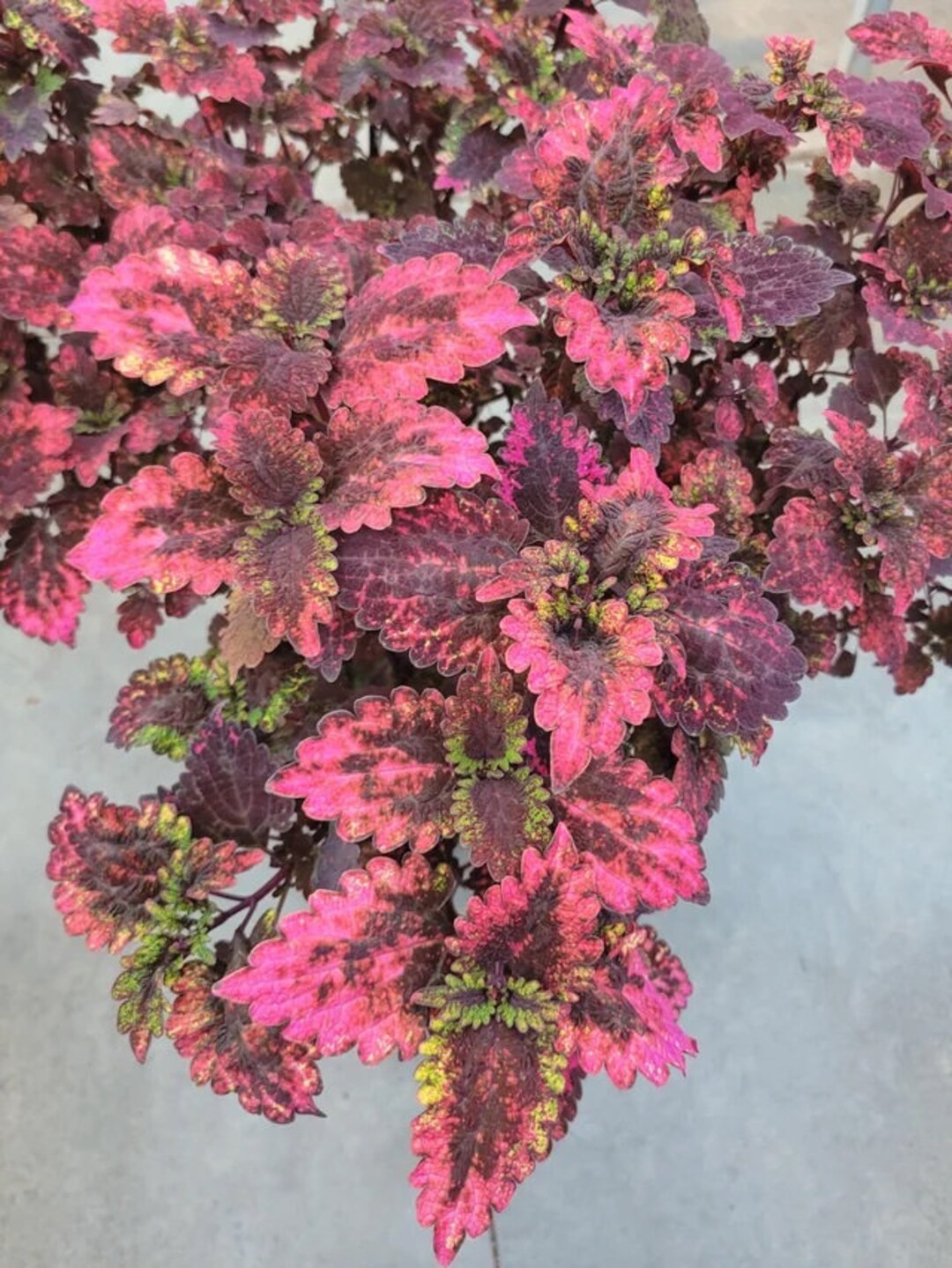 Coleus 'florida Sunrose' Live Plant Potted 2.5" X 4" Pot Landscaping ...