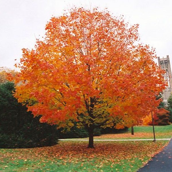 Maple Tree Seeds - Etsy