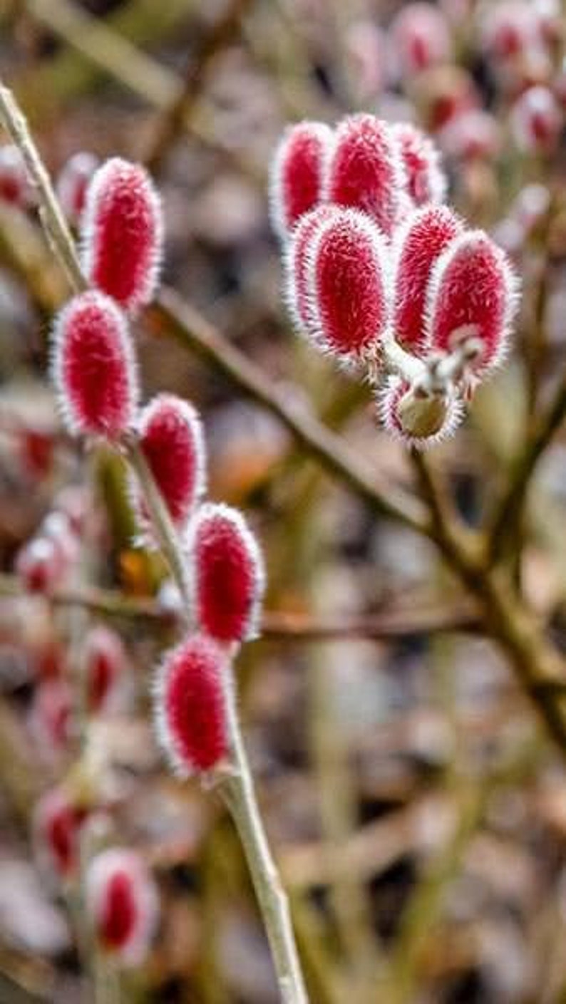 THREE (3) Pussy Willow PINK Variety Plants Cuttings 'mt Aso' Salix ...