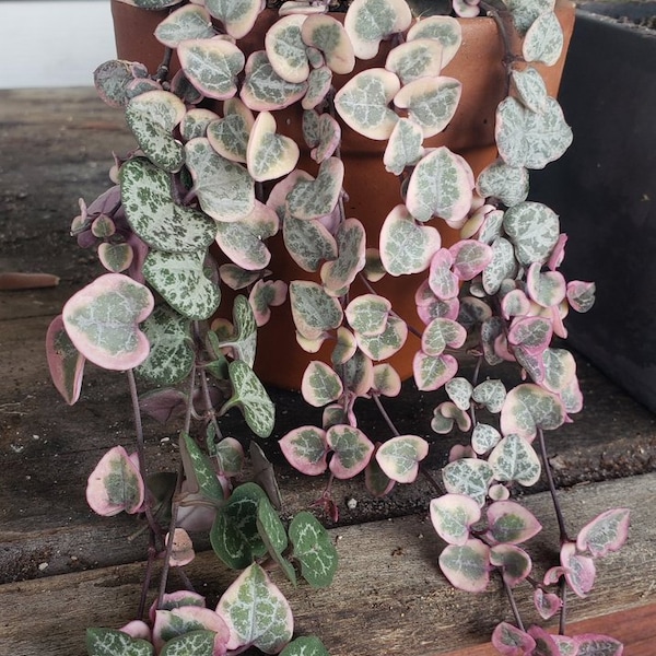 Variegated String of Hearts - Etsy