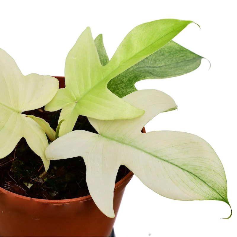 Florida Ghost Philodendron - Etsy