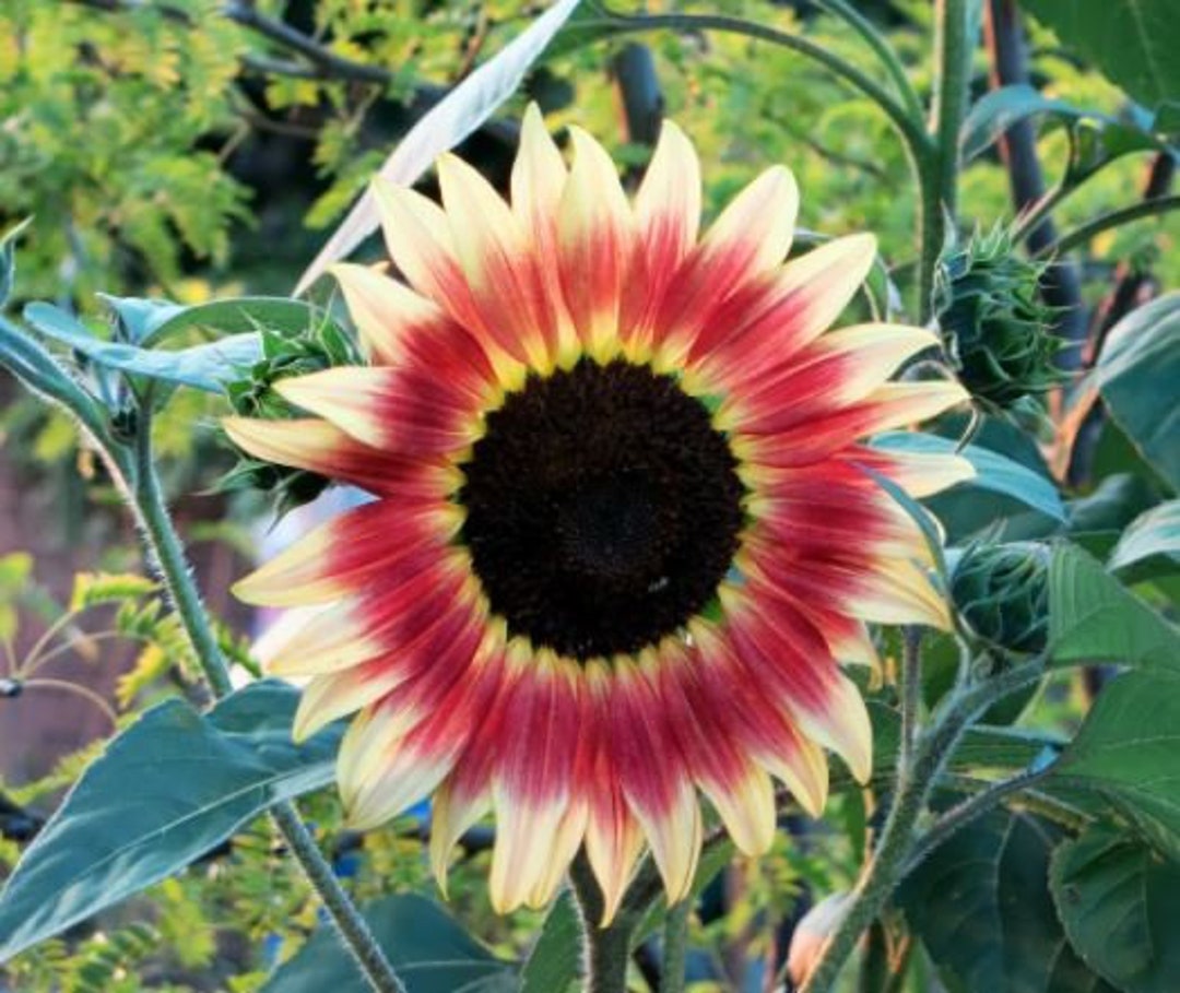 Sunflower Seeds Gypsy Charmer Tricolor Flowers Organic Flower Seed USA ...