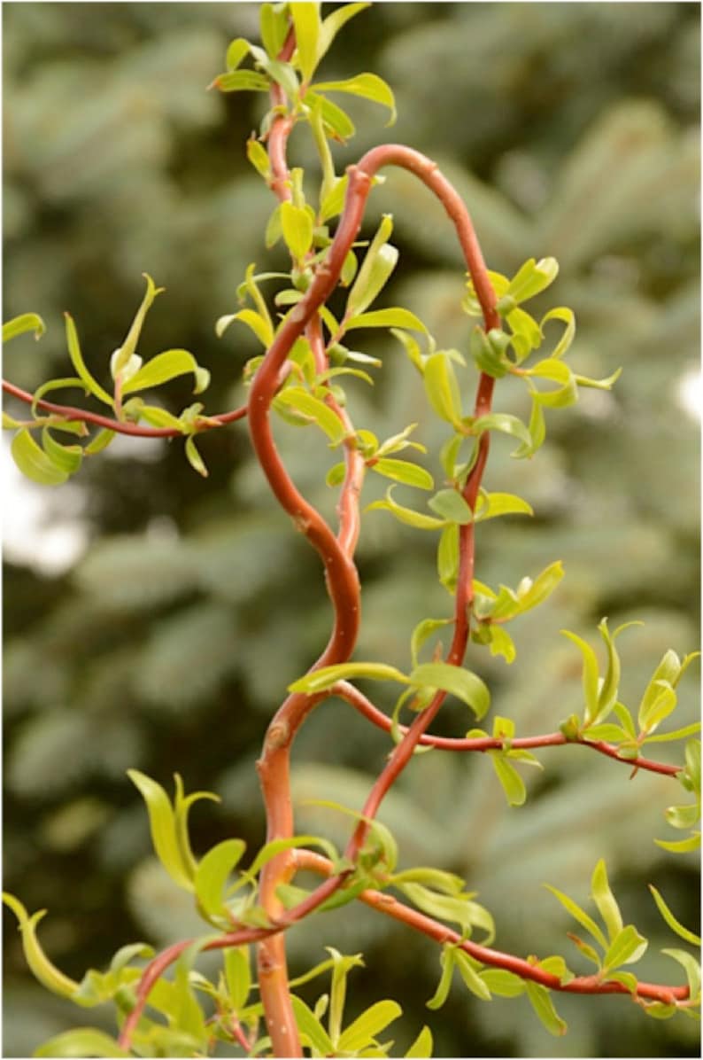Cuttings Scarlet Curls Corkscrew Weeping Willow Tree Salix - Etsy