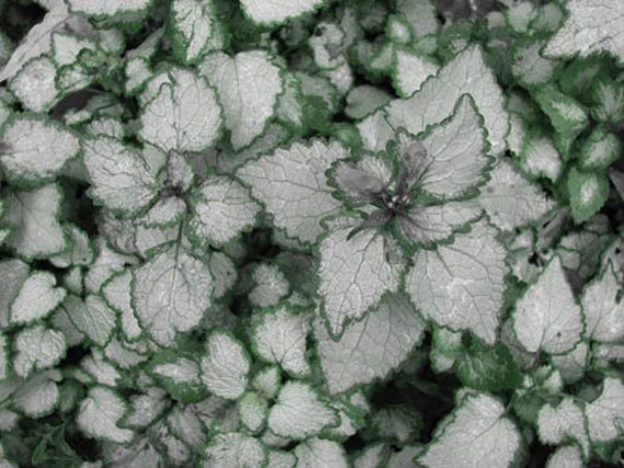 Silver Beacon Lamium Spotted Dead Nettle Ground Cover - Etsy