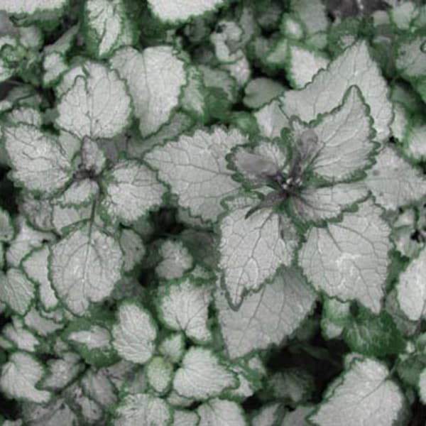 Lamium - Etsy