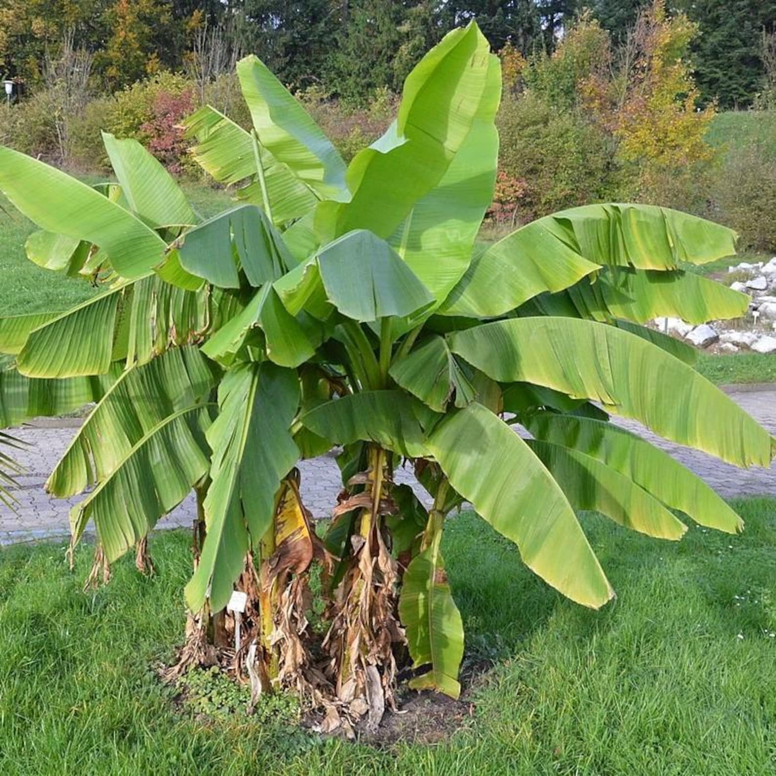 PRE-ORDER SALE - Musa Basjoo Cold Banana Tree Tropical Attractive Fast ...