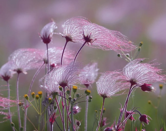 Pink Flower Live Plant Prairie Smoke (geum Triflorum) Color Year Round ...