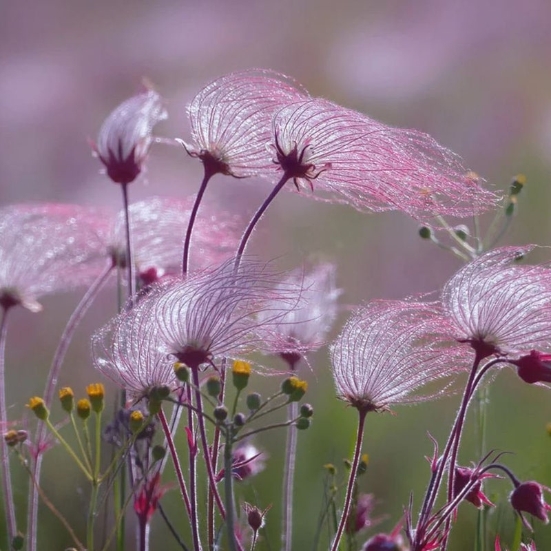 Prairie Smoke - Etsy