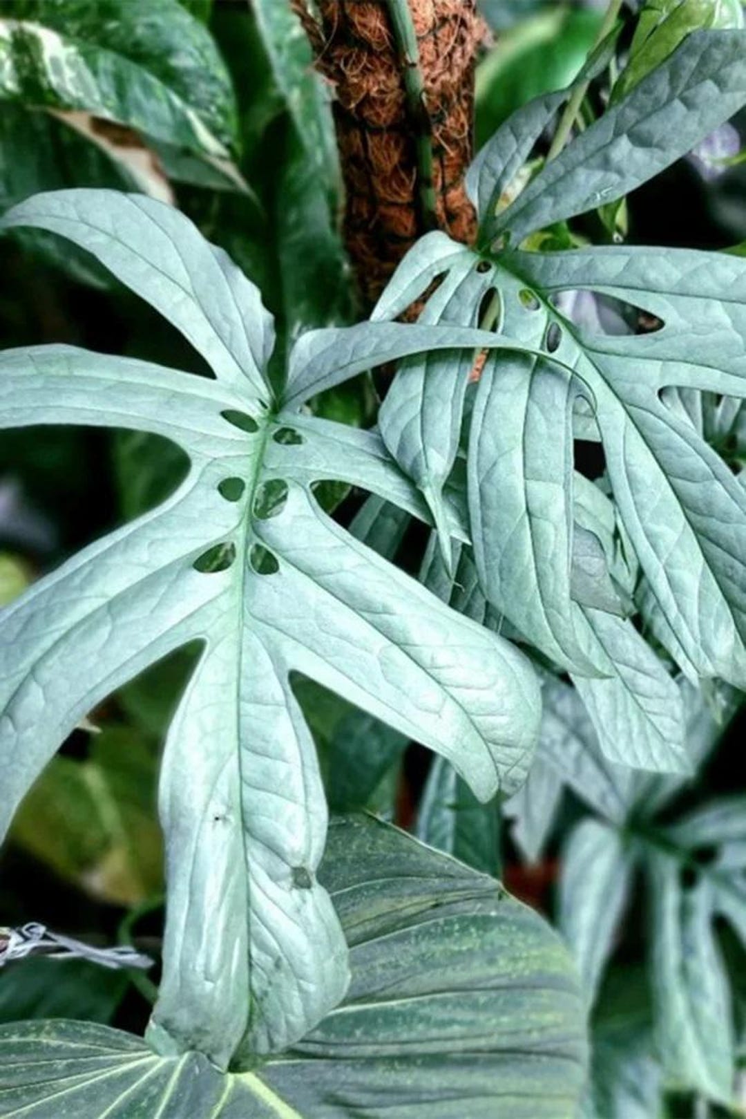 Silver Spiderman Monstera Trailing House Plant - Etsy