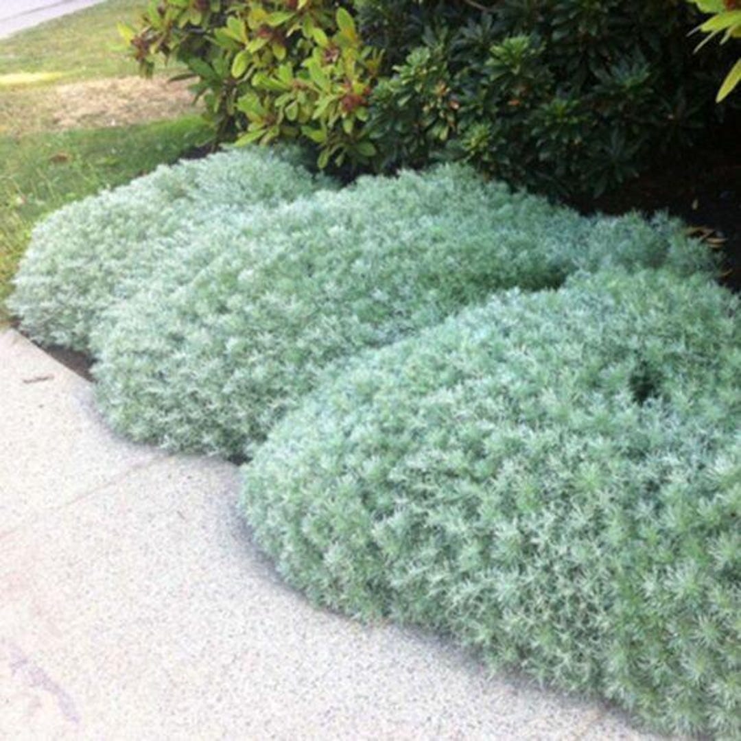 Silver Mound Artemisia Powdery Silver Bush Great for Landscaping - Etsy