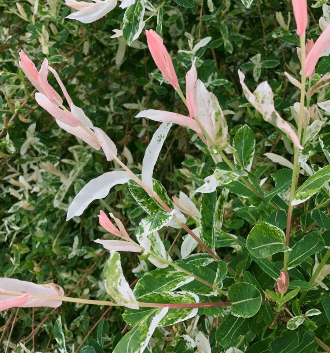 Pink Flamingo Cuttings Hakuro Nishiki Japanese Dappled Willow Tree ...