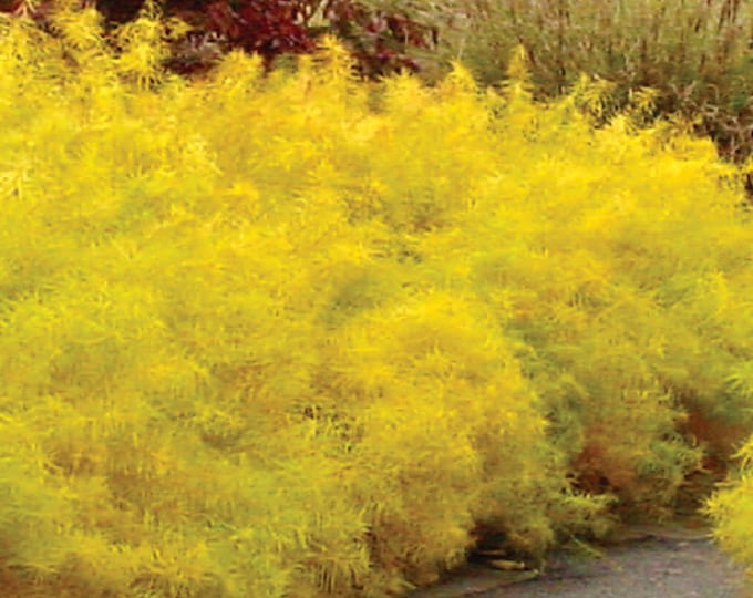 SUPER SALE - 3 Pack Blue Star Amsonia Hubrictii Gold Bush Blue Flowers ...