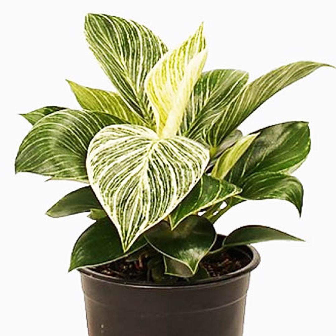 Rare Variegated Philodendron birkin Exotic White Pinstriped Live Plant ...