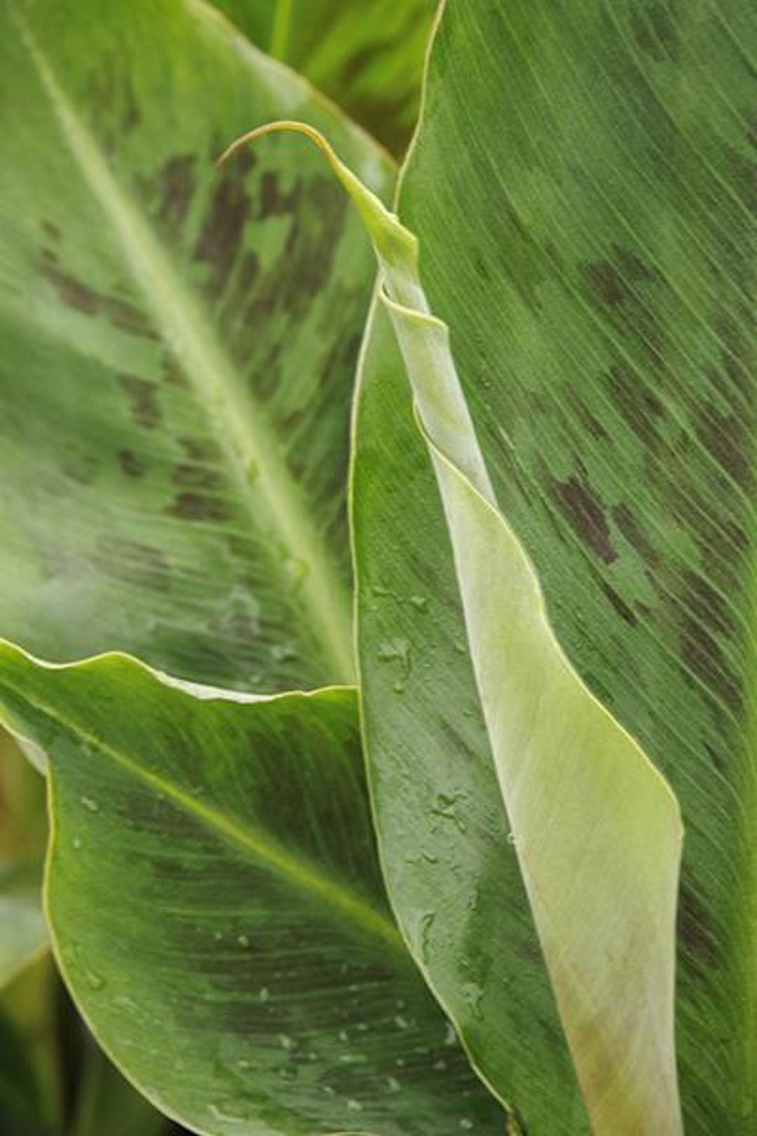 SUPER SALE Musa Grand Nain Banana Tree Tropical Attractive Fast Growing ...