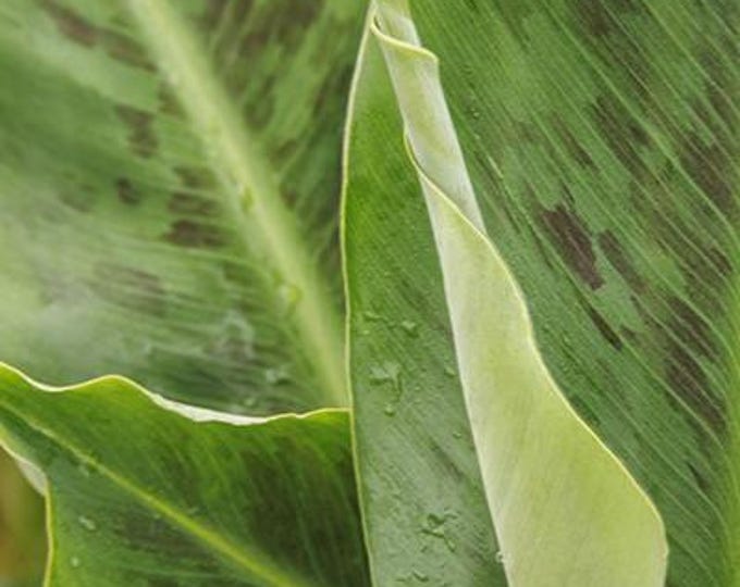 SUPER SALE Musa Grand Nain Banana Tree Tropical Attractive Fast Growing ...