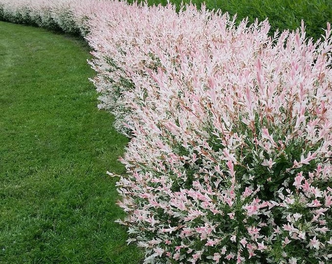 Dappled Willow 'hakuro-nishiki' Salix Integra Live Plant Perennial Tree ...
