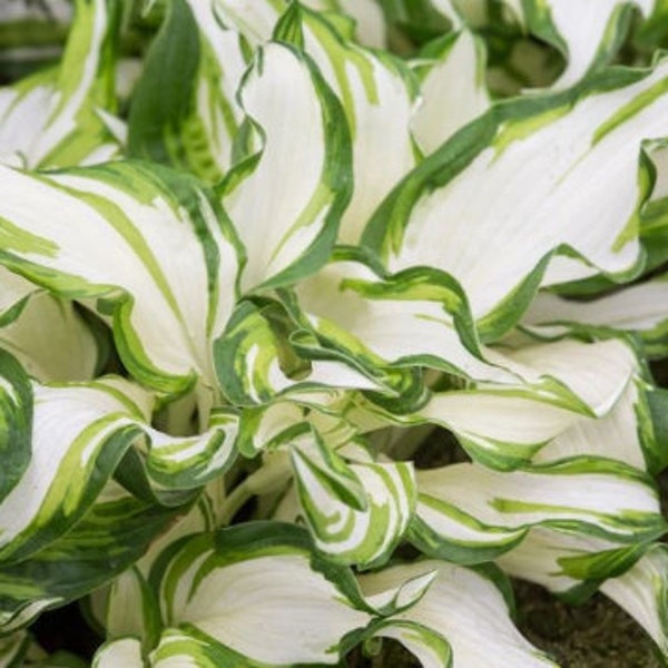 Rare Hostas - Etsy