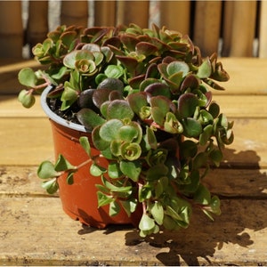 Sedum Coral Reef Ground Cover Flower Perennial Ornamental 1 Live Plant ...