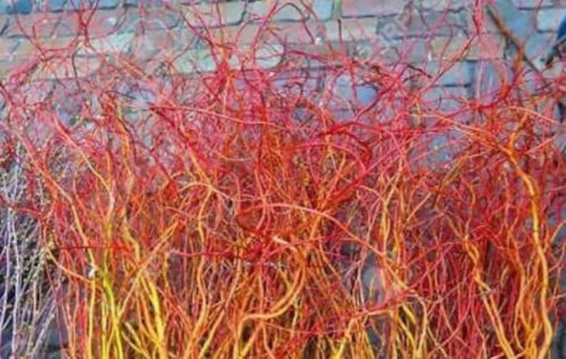 Cuttings Scarlet Curls Corkscrew Weeping Willow Tree Salix Fresh Cut ...