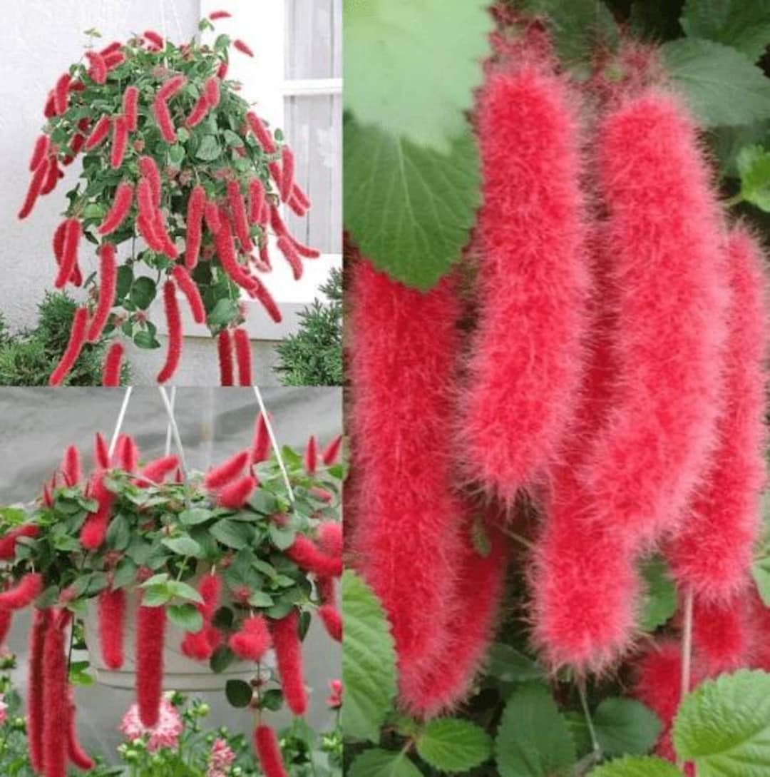 Strawberry Red Firetail Chenile Tropical Vine Starter Plant House Plant ...