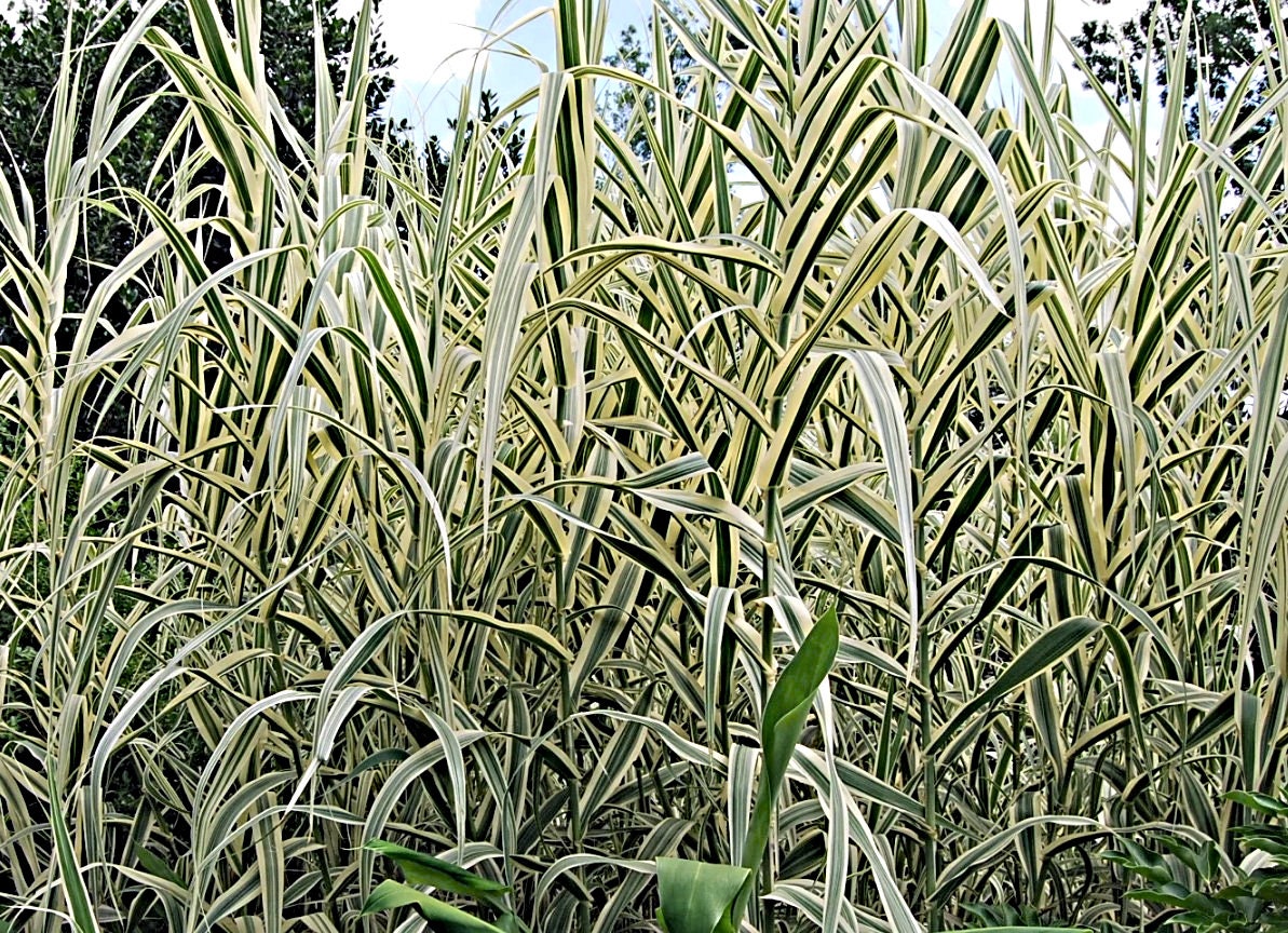 Arundo Donax Variegata