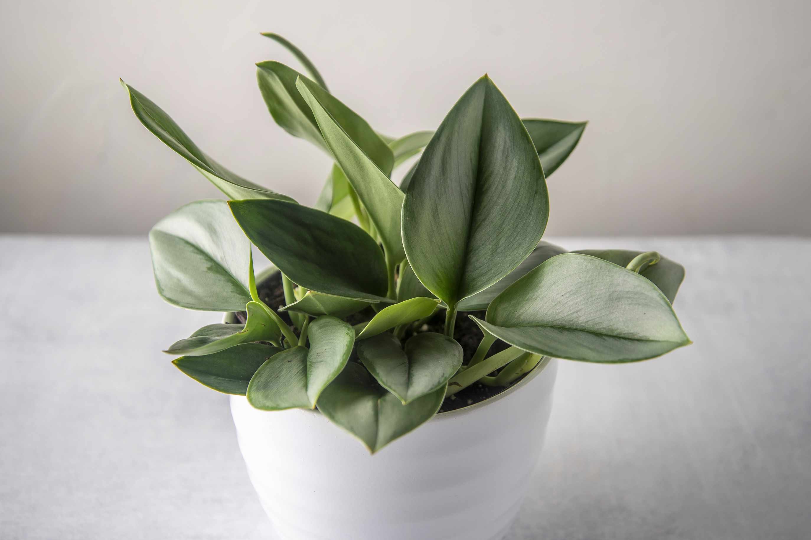 Rare Plants Sterling Silver Pothos Cuttings Houseplant Live - Etsy